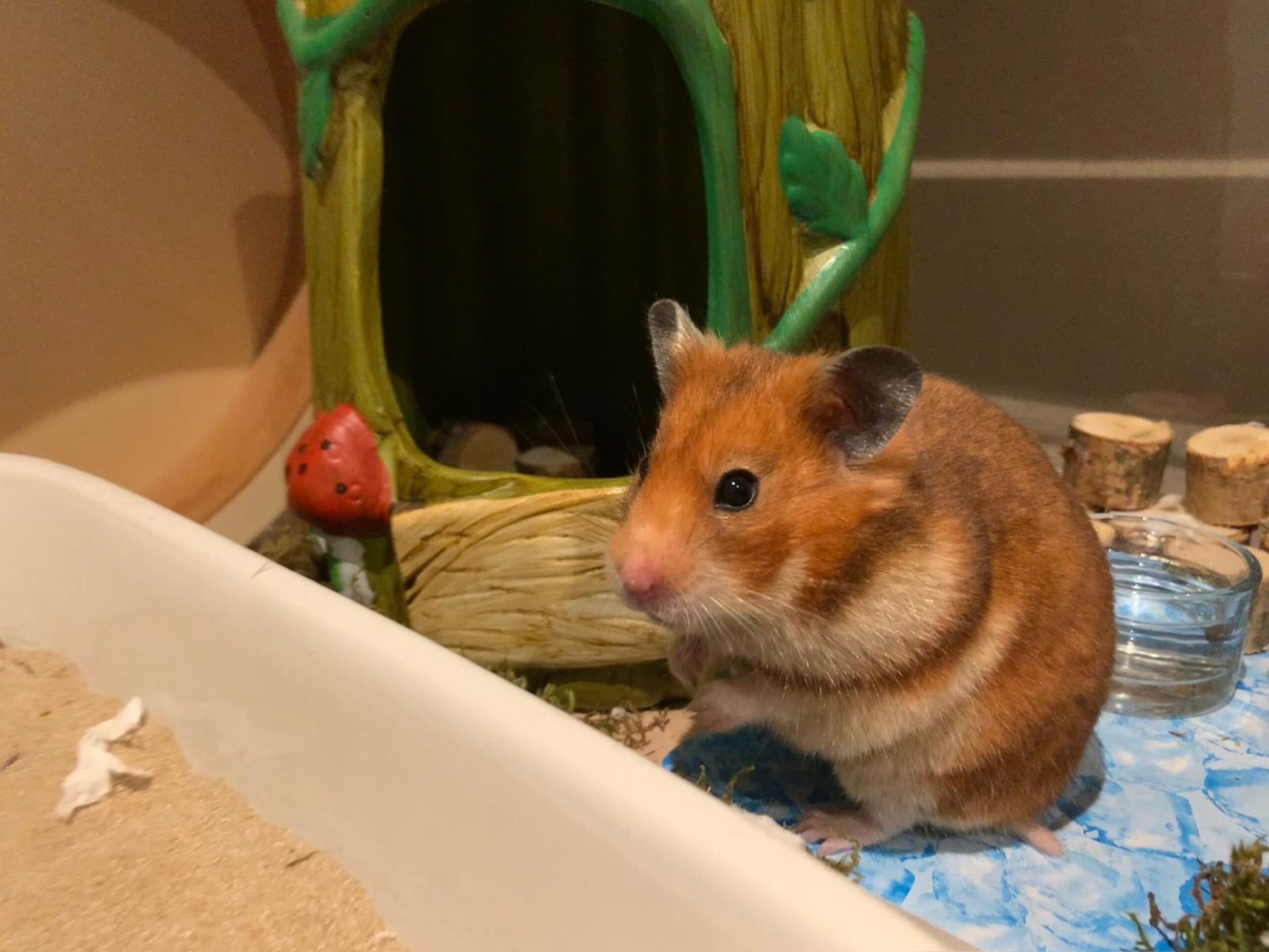 Wat heeft een Syrische hamster nodig - Bouw Je Project!